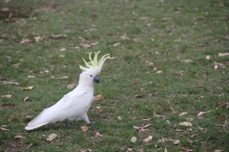 Full Day Blue Mountains with an Italian Touch Bilingual tour - Returning to Sydney