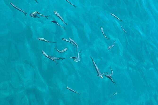 Full Day Boat Tour, Blue Lagoon and olta with lunch&drinks - The Value for Money