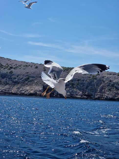 Full day boat-trip Medulin, blue Cave, Cres + dolphin search - What Previous Guests Say