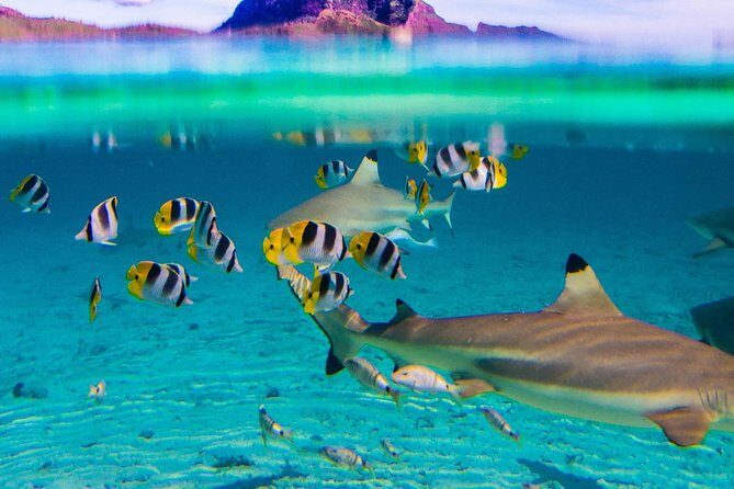 Full-Day Bora Bora Lagoon Cruise Including Snorkeling with Sharks and Stingrays - Key Points