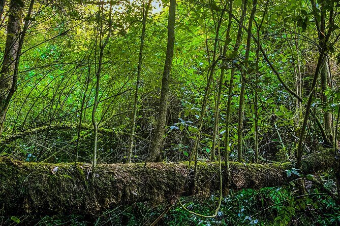 Full Day Bromeliad Forest Tour from Oaxaca - Exploring Oaxaca’s Bromeliad Forest: An Honest Review