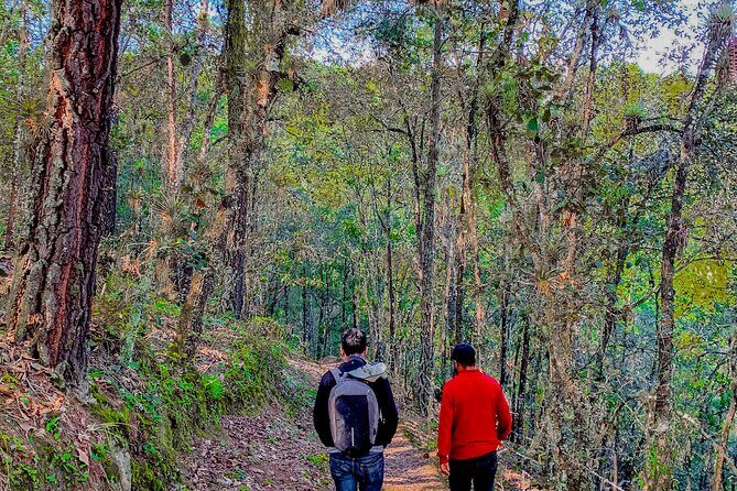 Full Day Bromeliad Forest Tour from Oaxaca - FAQs