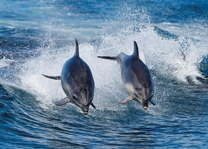 Full-Day Bruny Island Cruises Day Tour from Hobart - Why This Tour Is a Great Choice