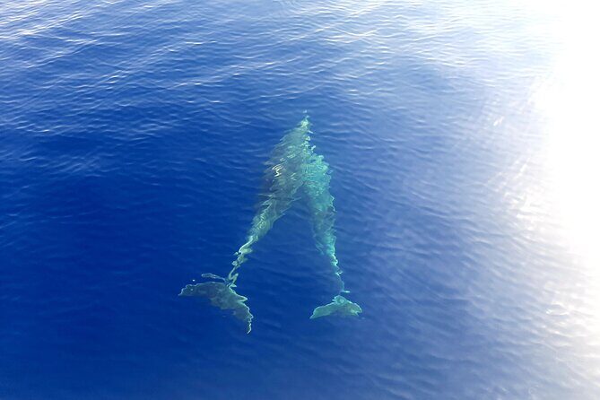Full day catamaran tour in Alghero - Who Is This Tour For?