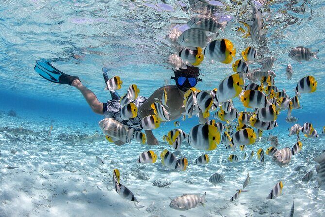 Full Day Combo Snorkeling with Buffet and Bora Bora ATV Tour - What’s Included and What to Expect