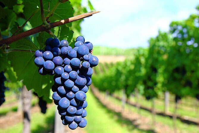 Full Day Deluxe Tour of Rhodes Including Lindos and Medieval City - Exploring Rhodes: A Full Day of Highlights and Hidden Gems