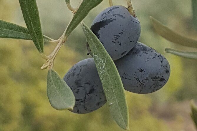 Full Day Deluxe Tour of Rhodes Including Lindos and Medieval City - The Sum Up