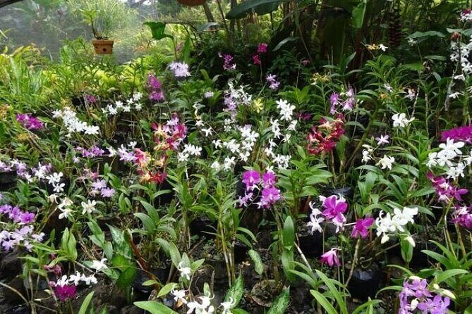 Full Day Discover Nadi Tour ( From Sigatoka Coral coast Hotels ) - What You Can Expect from the Experience