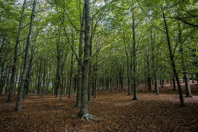 Full Day East Madeira - Pico do Ariero, Ribeiro Frio, Santana - Key Points