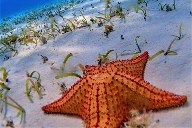 Full-Day El Cielo Snorkel Tour in Cozumel with Transportation and Lunch - Transportation and Logistics