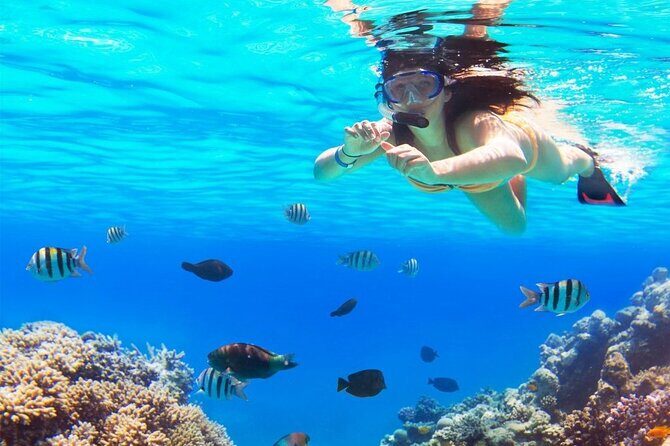 Full-Day El Cielo Snorkel Tour in Cozumel with Transportation and Lunch - Price and Value Analysis