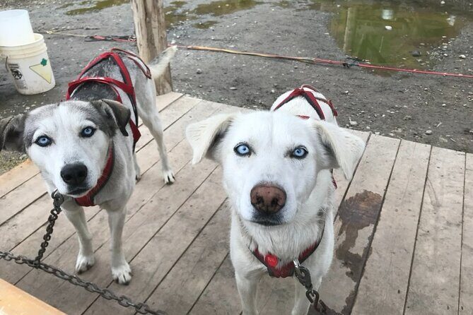 Full Day Emerald Lake Tour with or without Huskies - Discover the Beauty of Skagway with the Full Day Emerald Lake Tour