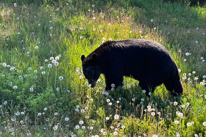 Full Day Emerald Lake Tour with or without Huskies - Key Points
