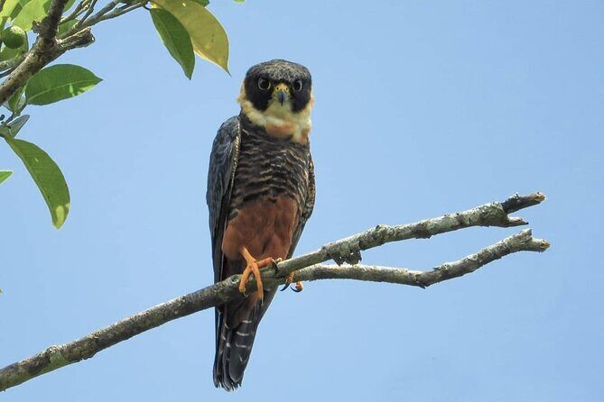 Full Day Excursion to Calakmul and Balamkú From Campeche - Who Would Benefit Most from This Tour