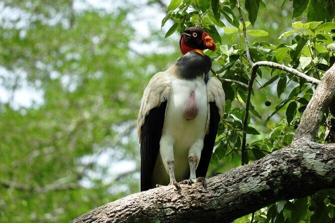 Full Day Excursion to Calakmul and Balamkú From Campeche - Wrapping It Up