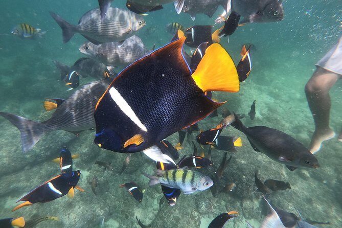 Full-Day Experience in Banderas Bay - An In-Depth Look at the Banderas Bay Full-Day Tour