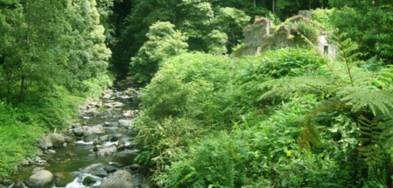 Full-Day Faial da Terra + Nordeste from Ponta Delgada - An Authentic Day among Nature and History