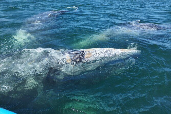 Full Day Gray Whale Watching Experience - How the Itinerary Unfolds