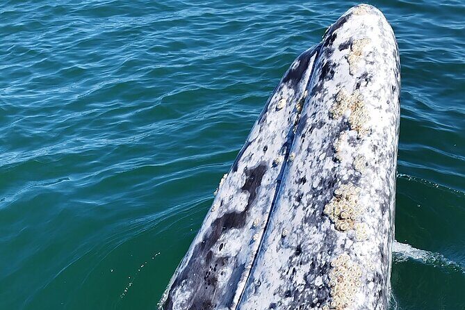 Full Day Gray Whale Watching Experience - The Ethical Approach