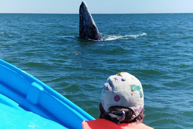 Full Day Gray Whale Watching Experience - Local Food and Relaxation