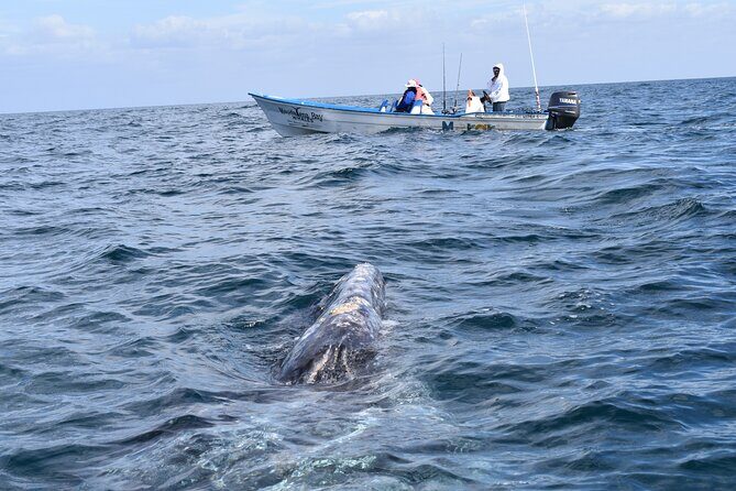 Full-Day Gray Whale Watching tour from Cabo to Mag Bay - An Authentic and Educational Whale Watching Experience