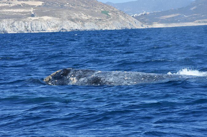 Full-Day Gray Whale Watching tour from Cabo to Mag Bay - How This Tour Stands Out