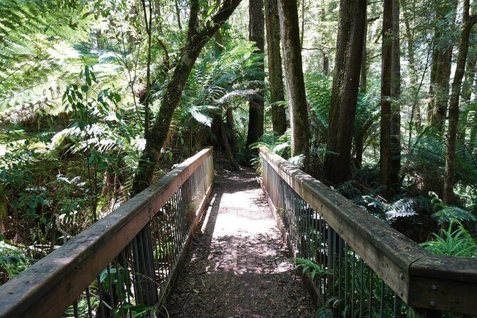 Full-Day Great Ocean Road and 12 Apostles Tour - The Value for Money