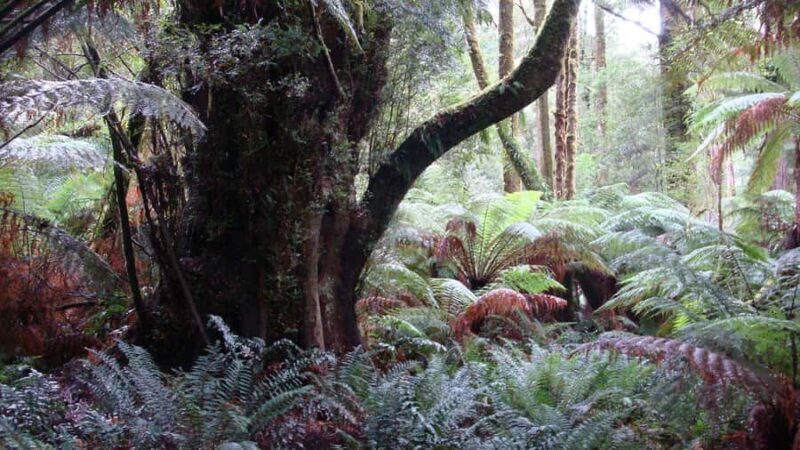 Full Day Great Ocean Road Private Guided Tour - Introduction: A Scenic Escape from Melbourne