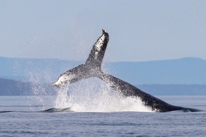 Full Day Grizzly Bear Tour to Bute Inlet - Practical Tips