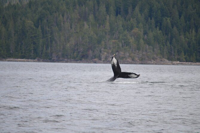 Full Day Grizzly Bear Tour to Toba Inlet - FAQ