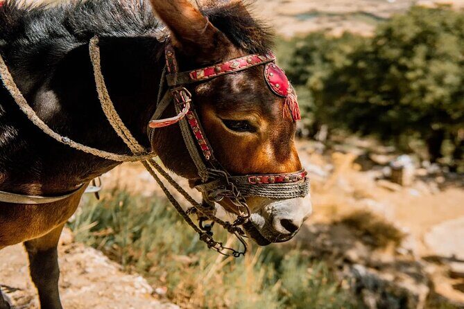 Full-Day/Half-Day Tour : Lasithi Plateau & Knossos Palace - Who Is This Tour Best For?