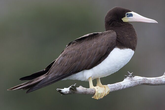 Full-Day Isla Contoy Sailing Nature Experience in Mujeres - Authentic Insights from Reviews