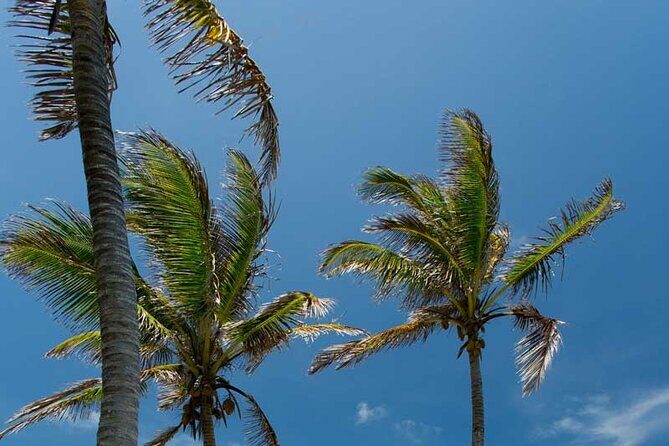 Full-Day Isla Contoy Sailing Nature Experience in Mujeres - Final Thoughts: Is This Tour for You?