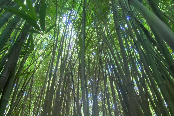 Full Day Island of Maui Private Tour - The Sum Up