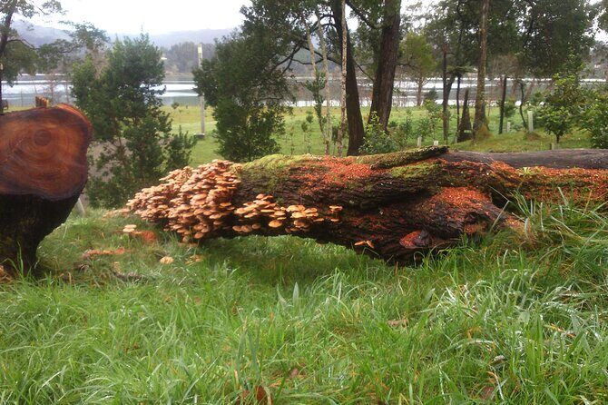 Full-Day Jeep Tour to Furnas - The Experience: What Travelers Say