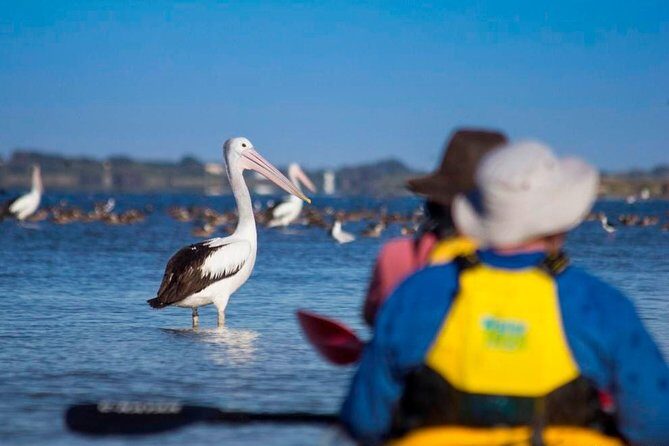 Full Day Kayaking Tour in Coorong National Park - The Experience from the Traveler’s Perspective