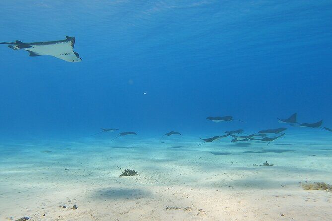 Full-day Lagoon Safari Tour with Lunch in Bora Bora - Shared tour - Key Points