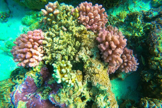 Full-day Lagoon Safari Tour with Lunch in Bora Bora - Shared tour - Practical Details and Value