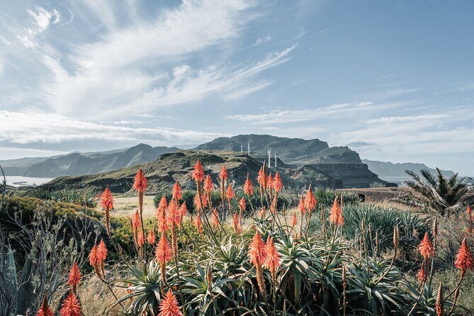 Full Day Madeira Island Tour - Open Roof - FAQ