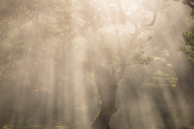 Full Day Madeira Island Tour - Open Roof - Authentic Experiences and Tips from Reviewers