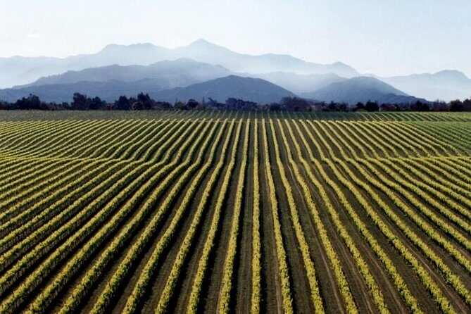 Full-Day Marlborough Wine Tour from Blenheim - An Authentic, Well-Organized Wine Adventure