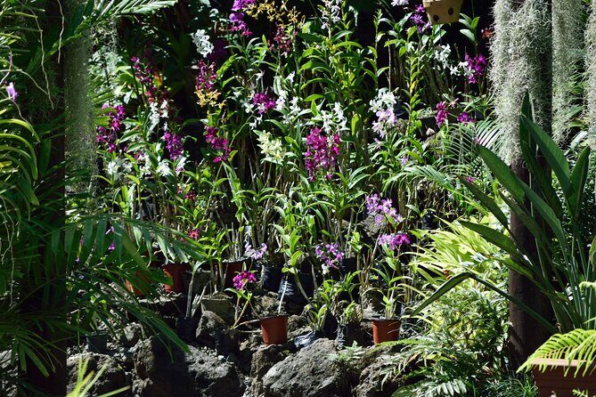 Full Day-Mudpools,Village,Temple,Sleeping Giant Gardens,Shopping Ex Coral Coast - Is This Tour Worth It?