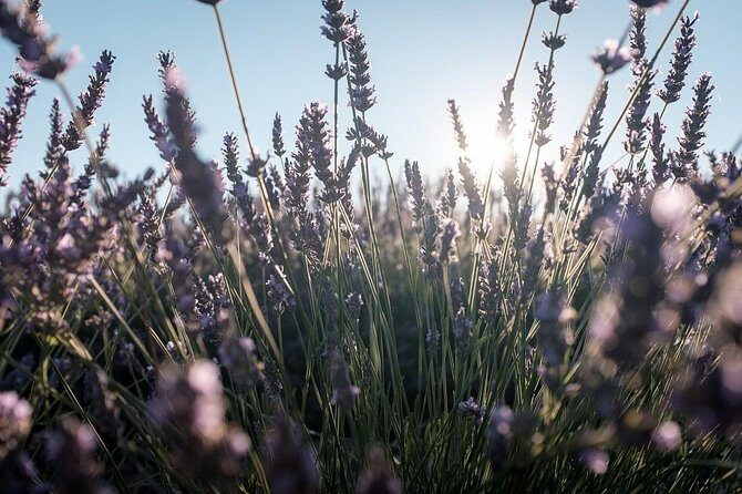 Full Day Ocean of Lavender in Valensole from Avignon - Why This Tour Is a Great Choice