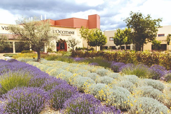 Full Day Ocean of Lavender in Valensole from Avignon - Who Will Love This Tour?