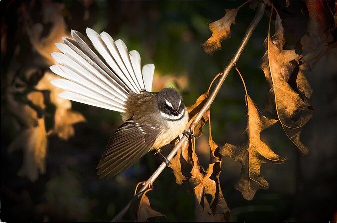 Full-Day Omaka Aviation Heritage Center and Wine Tasting Tour - FAQs