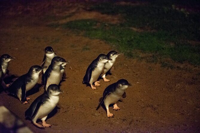 Full-Day Penguins and Wildlife Nature Experience from Melbourne - FAQs