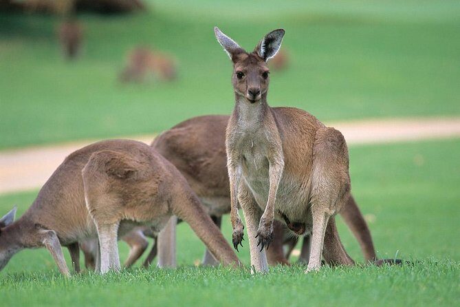Full-Day Perth, Fremantle, Swan Valley & Wildlife Park - Exploring the Full-Day Perth, Fremantle, Swan Valley & Wildlife Park Tour: An Honest Review