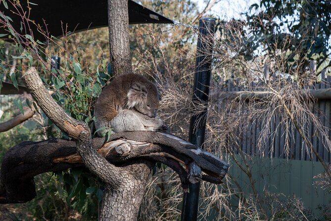Full-Day Phillip Island Tour with Kangaroo, Koala and Penguin Parade - Final Thoughts