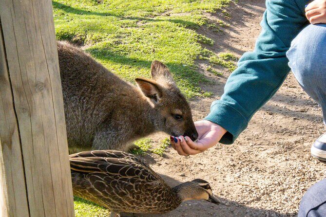Full-Day Phillip Island Tour with Kangaroo, Koala and Penguin Parade - FAQ