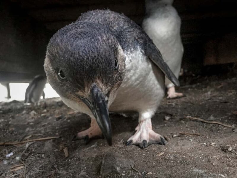 Full-Day Private Australian Wildlife Tour of Phillip Island - Exploring the Full-Day Private Australian Wildlife Tour of Phillip Island